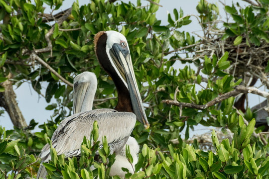 "Pelicano Cafe" Bilder – Durchsuchen 65 Archivfotos, Vektorgrafiken und ...