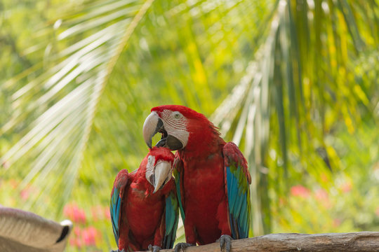 「コカトゥー」の画像 - 29,687 件の Stock 写真、ベクターおよびビデオ | Adobe Stock