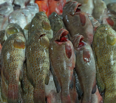 Hamour Bilder – Durchsuchen 52 Archivfotos, Vektorgrafiken und Videos ...