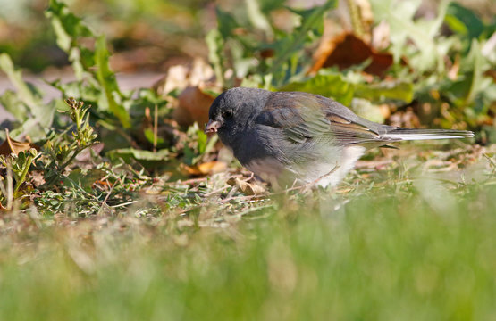 รูปภาพGranivore – เลือกดูภาพถ่ายสต็อก เวกเตอร์ และวิดีโอ2,308 | Adobe Stock