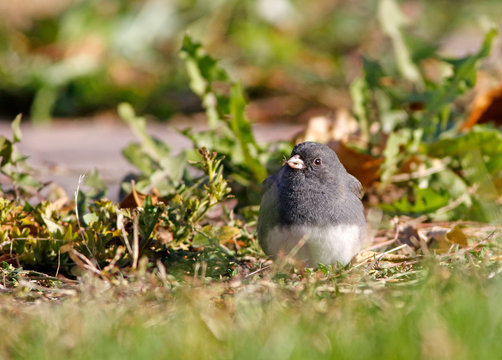 รูปภาพGranivore – เลือกดูภาพถ่ายสต็อก เวกเตอร์ และวิดีโอ2,308 | Adobe Stock