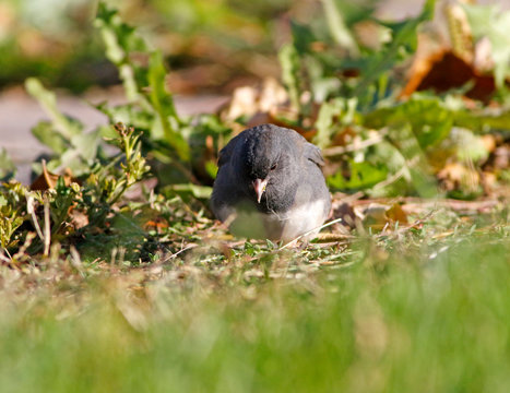 รูปภาพGranivore – เลือกดูภาพถ่ายสต็อก เวกเตอร์ และวิดีโอ2,308 | Adobe Stock