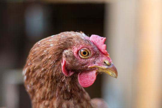 「Hybrid-Huhn」の写真素材 | 145件の無料イラスト画像 | Adobe Stock