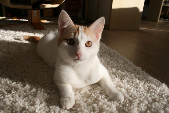 「Cateye」の画像 - 880 件の Stock 写真、ベクターおよびビデオ | Adobe Stock