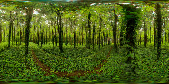 360 Forest Images – Browse 12,043 Stock Photos, Vectors, and Video ...