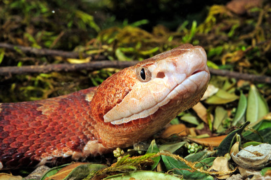 Viperidae Images – Browse 41 Stock Photos, Vectors, and Video | Adobe Stock