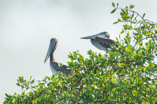 "Pelicano Cafe" Bilder – Durchsuchen 65 Archivfotos, Vektorgrafiken und ...