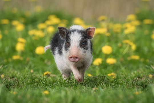 Minischweine Bilder – Durchsuchen 4,362 Archivfotos, Vektorgrafiken und ...