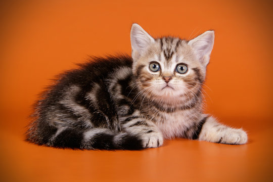 Babykatze Bilder – Durchsuchen 492,192 Archivfotos, Vektorgrafiken und ...