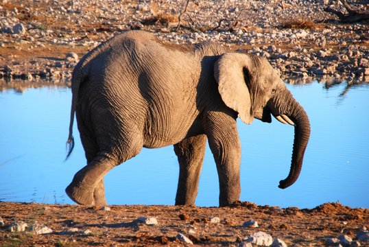 Pachiderma-Bilder: Stock-Fotos & -Videos. | Adobe Stock