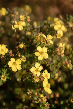 Cliffrose Images – Browse 42 Stock Photos, Vectors, and Video | Adobe Stock