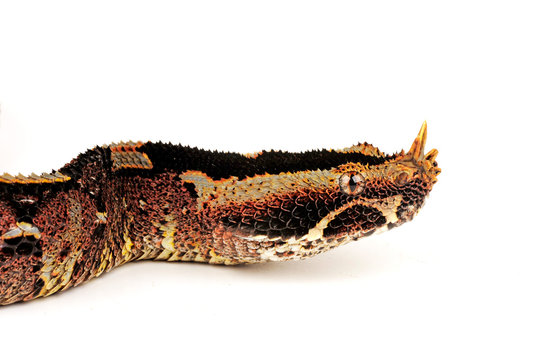 Bitis Nasicornis