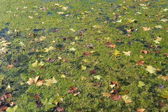 Hypertrophication Bilder – Durchsuchen 2,425 Archivfotos ...