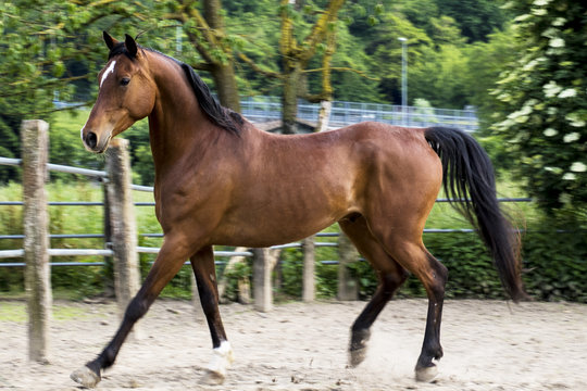 Cavallo Arabo Baio