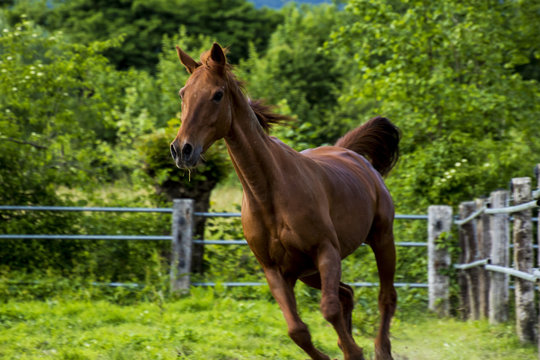 Cavallo 이미지 – 찾아보기 23,605 스톡 사진, 벡터 및 비디오 | Adobe Stock