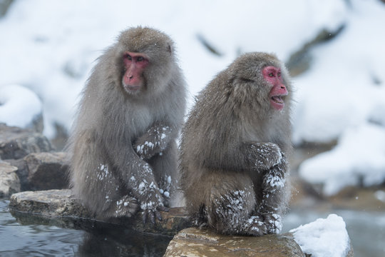 "Snow Monkeys" Images – Browse 2,461 Stock Photos, Vectors, and Video ...