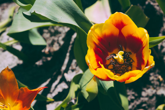 Tulpin Images – Browse 54 Stock Photos, Vectors, and Video | Adobe Stock