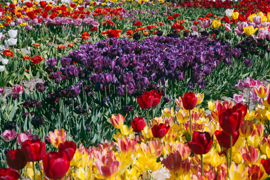 Tulpin Images – Browse 54 Stock Photos, Vectors, and Video | Adobe Stock