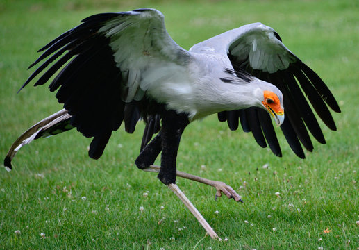 "Secretary Bird" Images – Browse 4,025 Stock Photos, Vectors, and Video ...