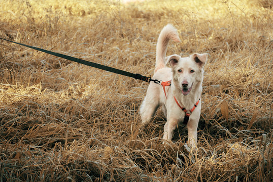 รูปภาพBisogni – เลือกดูภาพถ่ายสต็อก เวกเตอร์ และวิดีโอ114 | Adobe Stock