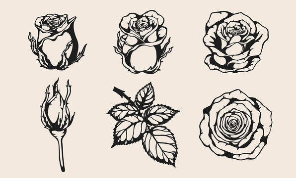 Free Rose Images – Browse 11,815 Free Stock Photos, Vectors, and Video ...