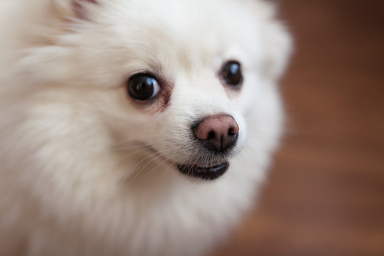 Shpitz Images – Browse 347 Stock Photos, Vectors, and Video | Adobe Stock