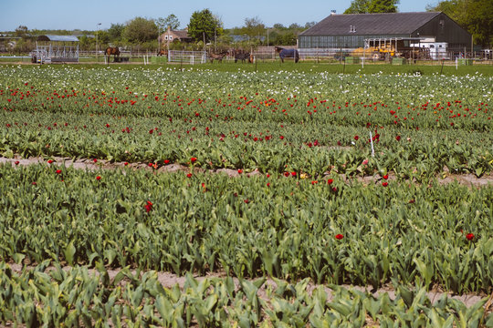 Tulpin Images – Browse 54 Stock Photos, Vectors, and Video | Adobe Stock