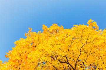 30+ Yellow Tree Images | Free HD Downloads - Pikwizard