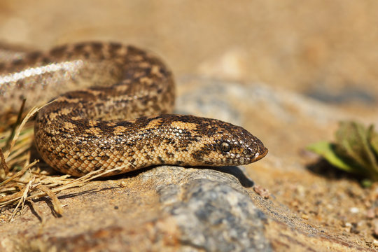 Wüstenspringmaus-Bilder: Stock-Fotos & -Videos. | Adobe Stock