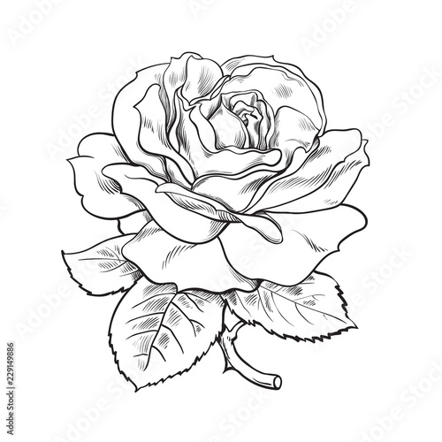 "Black and white rose flower with leaves and stem. Vector illustration of open rose bud. Hand ...