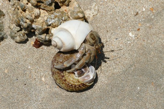 รูปภาพPleocyemata – เลือกดูภาพถ่ายสต็อก เวกเตอร์ และวิดีโอ157 | Adobe Stock