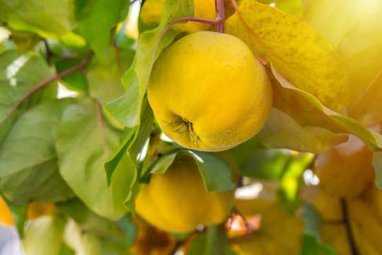 34,347 BESTE Quitte BILDER, STOCK-FOTOS & -VEKTORGRAFIKEN | Adobe Stock