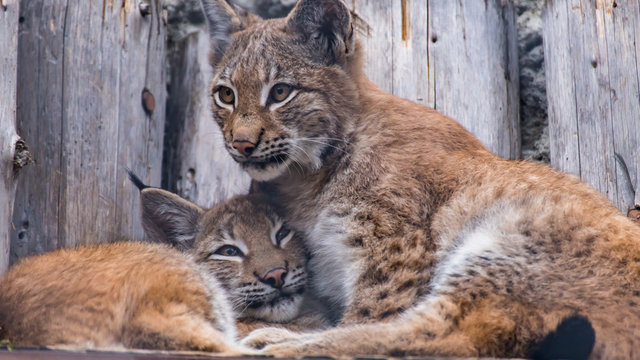 Iberian Lynx Cute Cubs