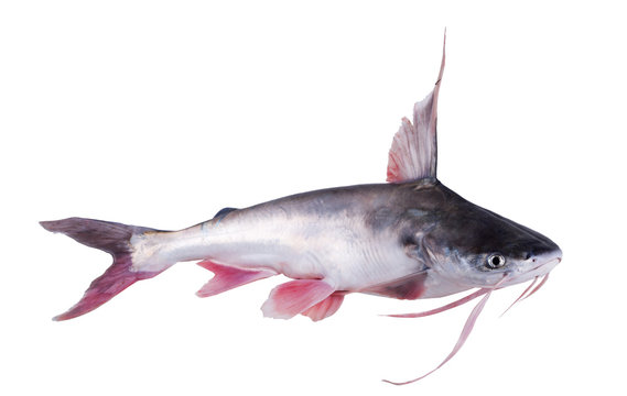 「Bagre」の画像 - 152 件の Stock 写真、ベクターおよびビデオ | Adobe Stock