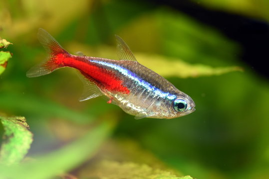 Neonfisch Images – Browse 33 Stock Photos, Vectors, and Video | Adobe Stock