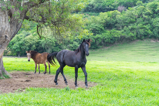 Imágenes de Potrillo: descubre bancos de fotos, ilustraciones, vectores ...