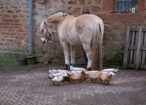 Perd-Bilder: Stock-Fotos & -Videos. | Adobe Stock