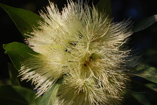 Jambo Images – Browse 637 Stock Photos, Vectors, and Video | Adobe Stock