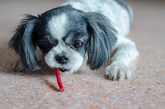 Shishu Images – Browse 26 Stock Photos, Vectors, and Video | Adobe Stock