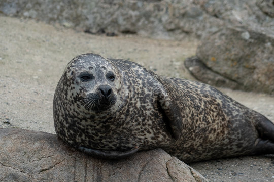 Seerobbe 이미지 – 찾아보기 290 스톡 사진, 벡터 및 비디오 | Adobe Stock