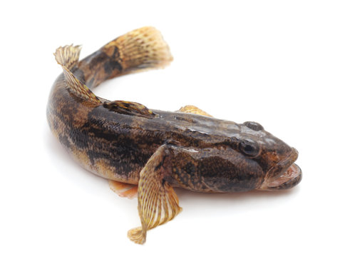 Bullfish Images – Browse 16 Stock Photos, Vectors, and Video | Adobe Stock