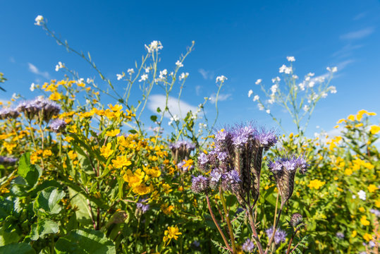 「Ramtil」の画像 - 443 件の Stock 写真、ベクターおよびビデオ | Adobe Stock