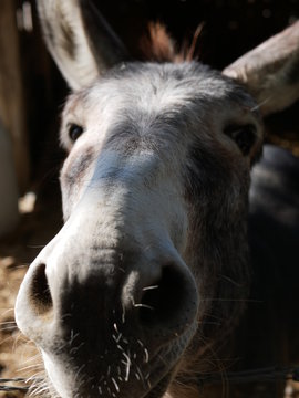 Imagens de Bourrique – Explore Fotografias do Stock, Vetores e Vídeos ...