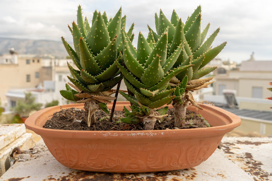 รูปภาพPerfoliata – เลือกดูภาพถ่ายสต็อก เวกเตอร์ และวิดีโอ333 | Adobe Stock