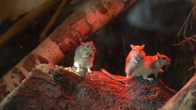 รูปภาพGerbils – เลือกดูภาพถ่ายสต็อก เวกเตอร์ และวิดีโอ7,060 | Adobe Stock