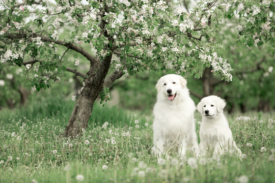 รูปภาพMaremmano – เลือกดูภาพถ่ายสต็อก เวกเตอร์ และวิดีโอ1,153 | Adobe Stock