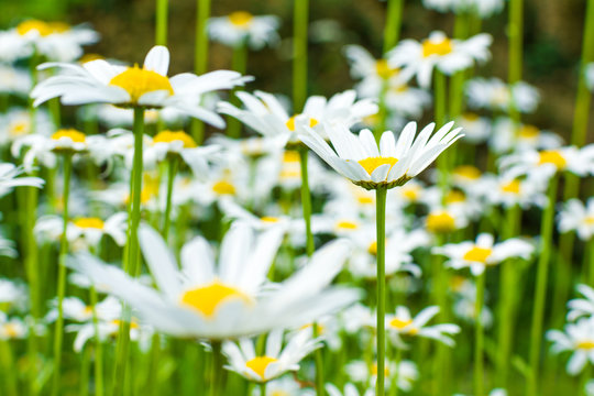 Marguerite bilder – Bläddra bland 40,846 stockfoton, vektorer och ...