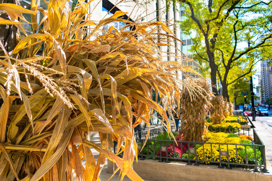 รูปภาพCornstalk – เลือกดูภาพถ่ายสต็อก เวกเตอร์ และวิดีโอ5,805 | Adobe Stock