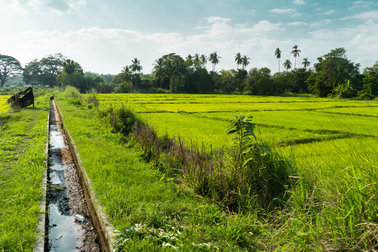 Paddy-Field Images – Browse 753 Stock Photos, Vectors, and Video ...