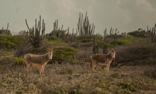 รูปภาพDonky – เลือกดูภาพถ่ายสต็อก เวกเตอร์ และวิดีโอ265 | Adobe Stock
